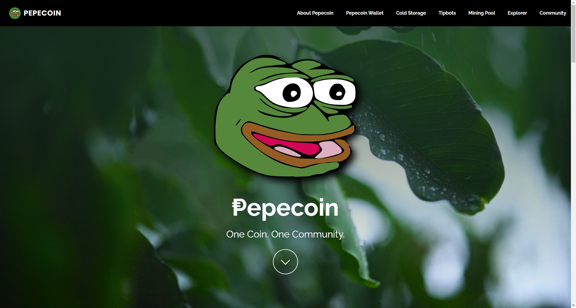 Pepecoin (PEPE) - A Community Focused Cryptocurrency